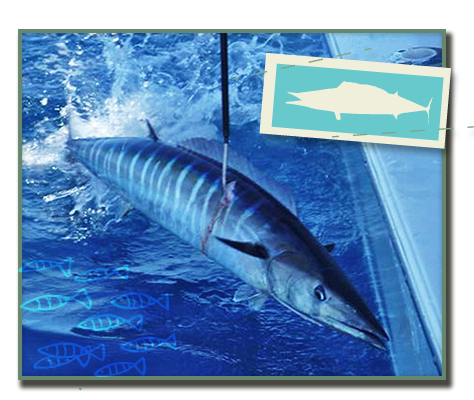 wahoo awa - All Water Adventures